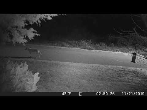 Coyote at Kure Beach - 11/21/19