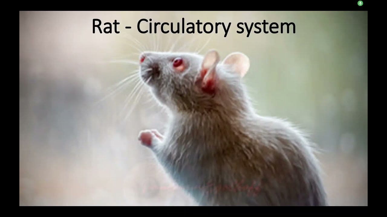 16. Rat circulatory system