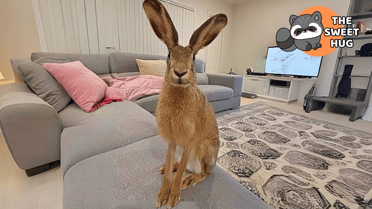 We Took in a Hare From Facebook… What Happened Next Changed Our Lives