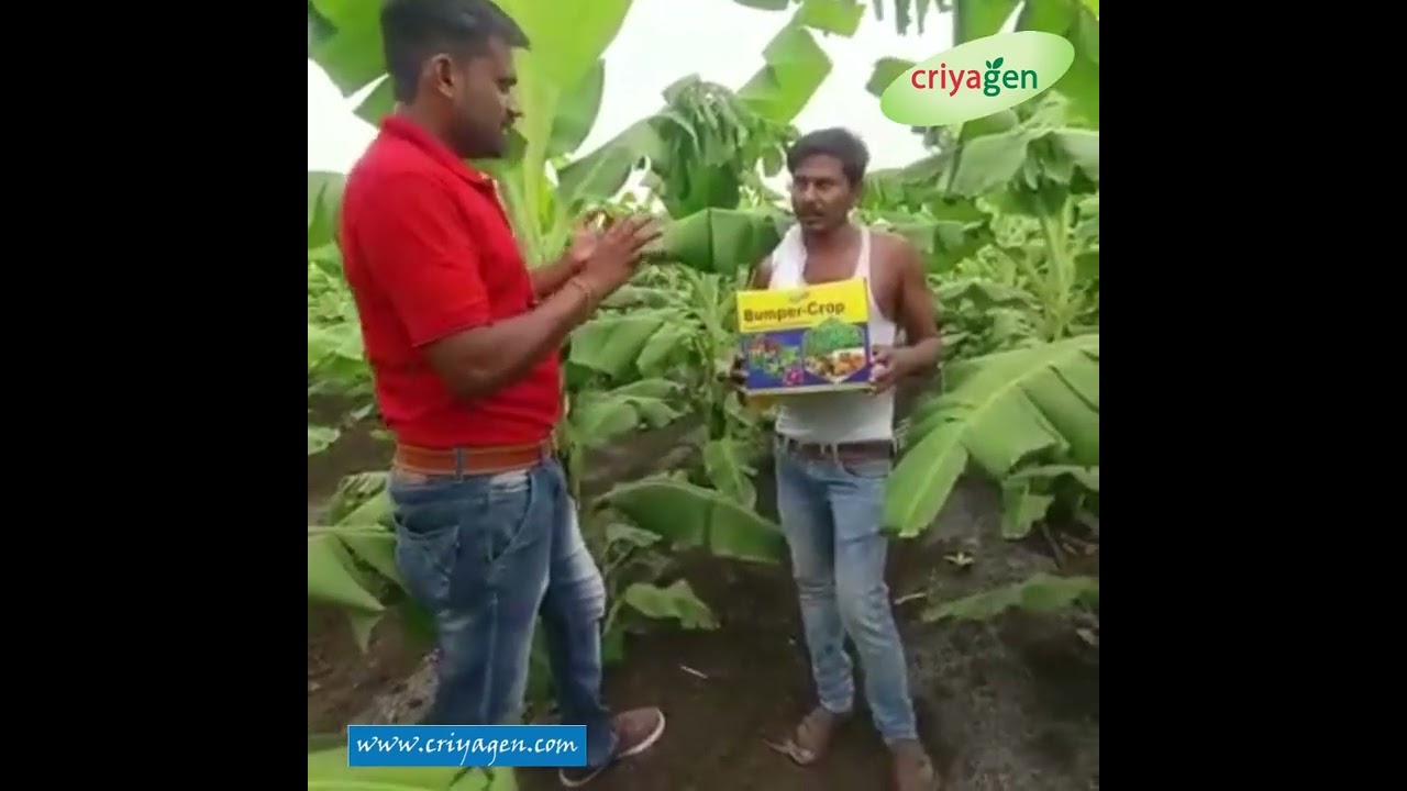Farmer Success using Criyagen DNP G, PH 50, Bumper crop kit Om and Zen