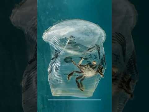 Cause and effects of littering