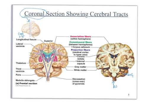2210 ch14 pt6 white matter
