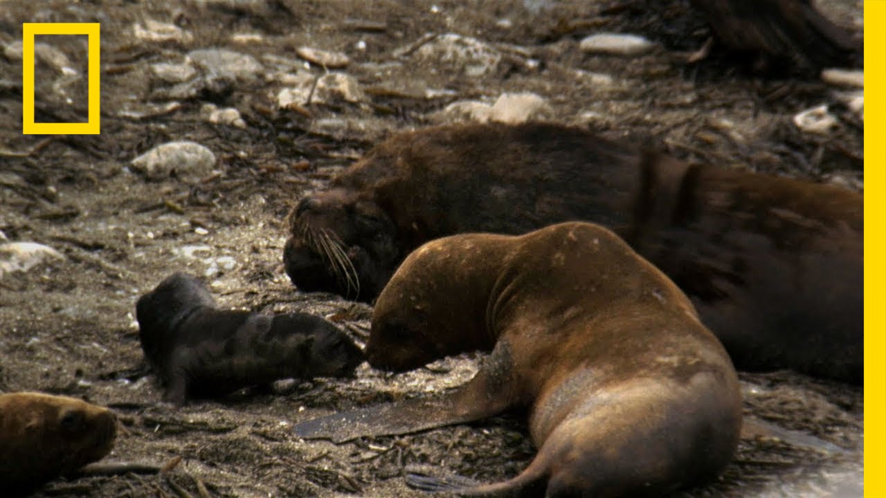 Sea Lion Mating Season | Untamed Americas