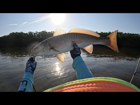 NLBN Mini Mullet SLAMMED by Snook and Reds