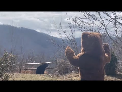 Guy Scares Off Bear In Bear Costume - 101.9 KINK