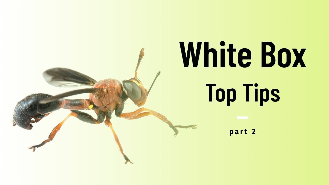 White Box Tutorials - how to photograph insects in a studio