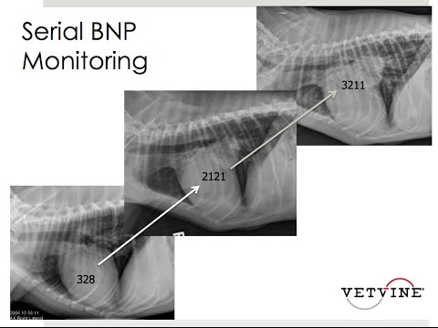 NT-proBNP - Background on this Natriuretic Peptide