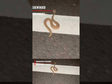 Arizona Sidewinder! ๐ #snake #reptiles #wildlife #arizona #outdoors