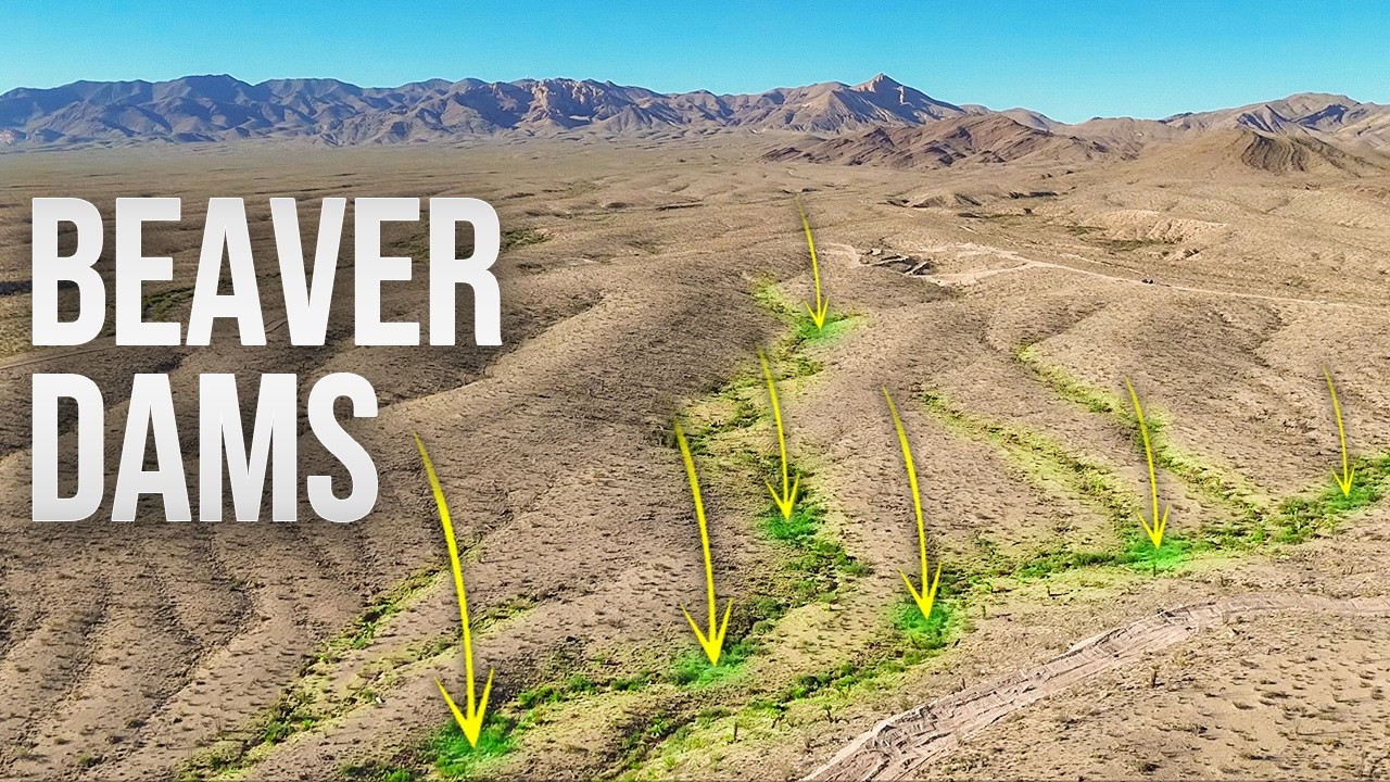 We Doubled Down on Desert Beaver Dams