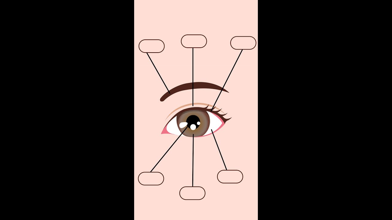 Parts of the Eye | External Anatomy of the Eye | Anatomy of the Outer Eye | BalyanakTV