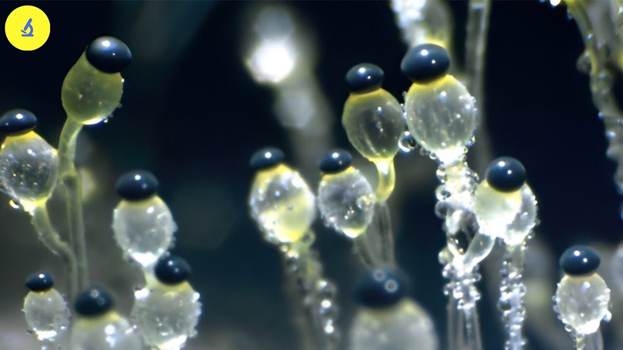 Condoms Under A Microscope Under 1000x | TULO - Microscope #microscope