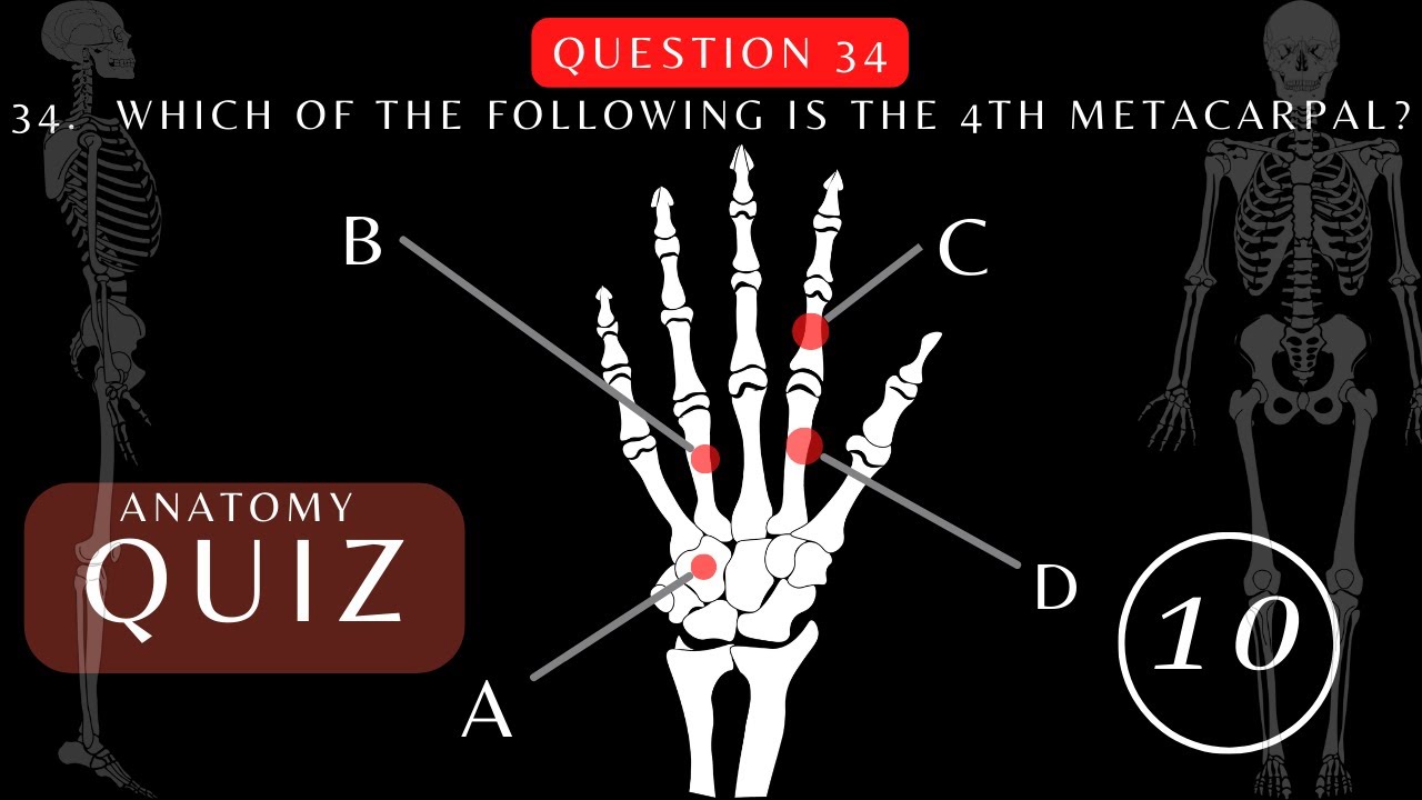Can You Pass This Skeletal Anatomy and Physiology Quiz? 50 Questions with Answers | #quiz #anatomy
