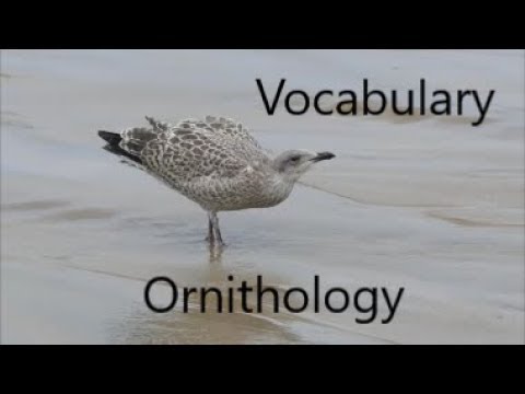Vocabulary words - Ornithology - Ornithologist - Seagulls - Birder