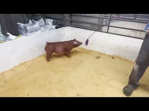 Franckowiak Showpigs Duroc Boar (Intact) - StockShowAuctions.com