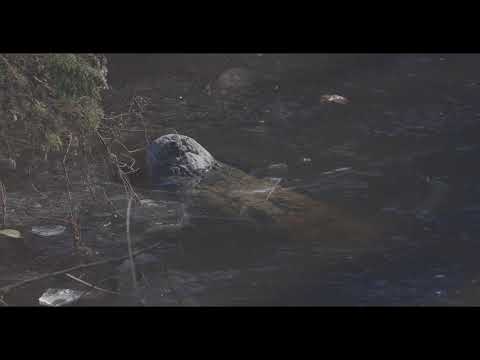 Alligators Survive In Frozen Water By Entering A State Of Brumation ...