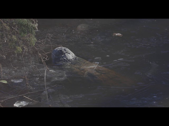 Alligator: What does Brumation mean? Story behind frozen alligator's ...