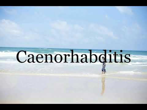 How To Pronounce Caenorhabditis🌈🌈🌈🌈🌈🌈Pronunciation Of Caenorhabditis