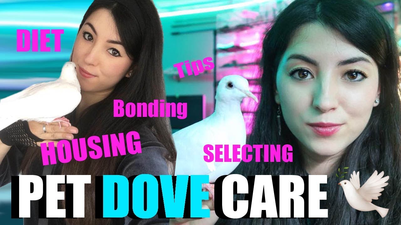 Keeping Pet Doves | Doves as Pets | Pet Care