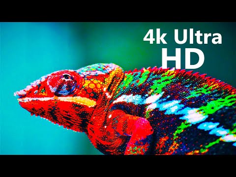 4k Video Ultra HD- Wild Animal Stock Footage (120Fps) - spectrum wifi-charter internet