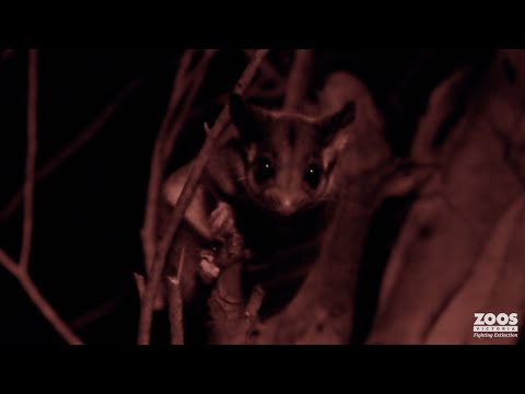 Ask us Anything- Threatened Species