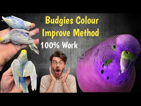 How to improve Budgies colour #budgies #budgiescolour