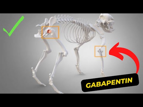 Easing the Pain: How Gabapentin Can Help Your Dog's Quality of Life