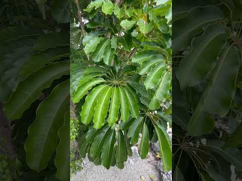 What’s the name of this tree?