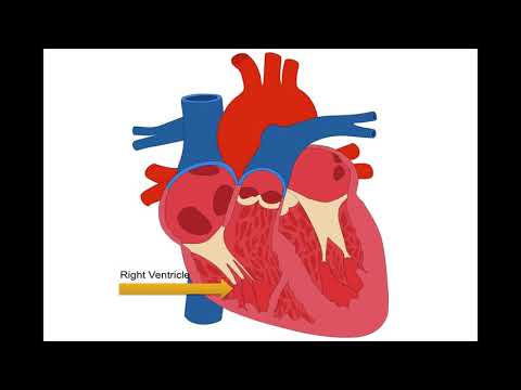 What are the chambers of the heart?