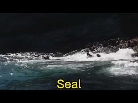 Video DictionaryćSealćWordļ¼Pronounceļ¼Video