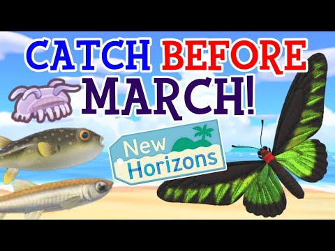 Catch These Fish, Bugs and Sea Creatures in Animal Crossing New Horizons Before March!