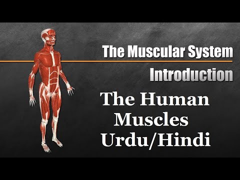 Muscular System | Skeletal System | Urdu / Hindi.