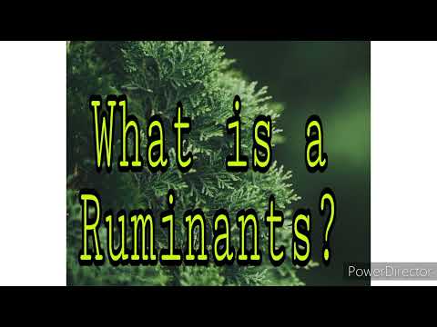 Animal Production(Ruminants): What is a Ruminant?