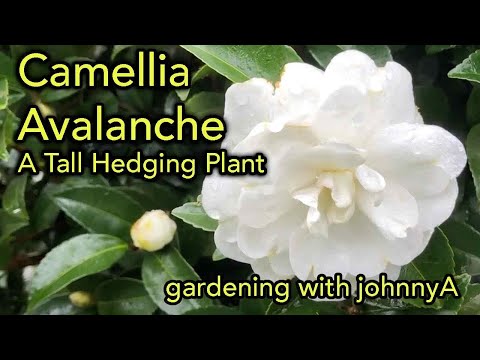 Sasanqua Camellia Hedge - Camellia Avalanche - A Great White Flowering Evergreen Hedge / Screen.