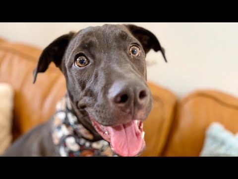 Dog for adoption - Kelso The Sweetest Boy, a Pit Bull Terrier ...