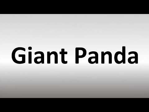 How to Pronounce Giant Panda