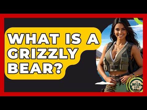 What Is A Grizzly Bear? - The Wild Life Explorer