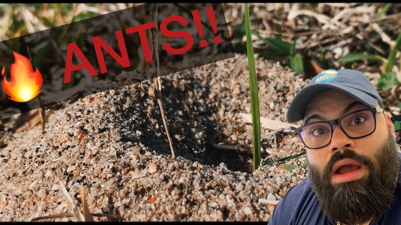 FIRE ANTS! vs. Native Pest Management