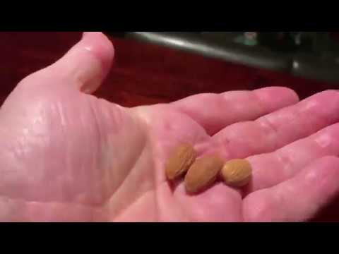 Almond Shell - Almond Husk Latest Price, Manufacturers & Suppliers