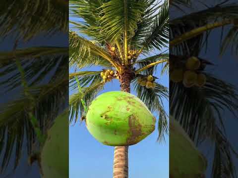 falling coconut 🌴 🥥 #short #coconut