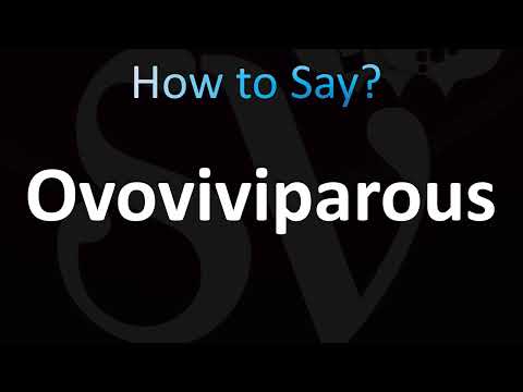 How to Pronounce Ovoviviparous (CORRECTLY!)