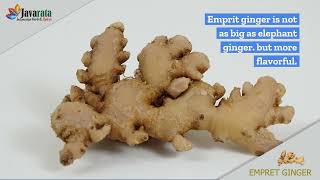 Jahe Emprit Segar (Zingiber Officinale Var. Rubrum) | Java Rata Indonesia