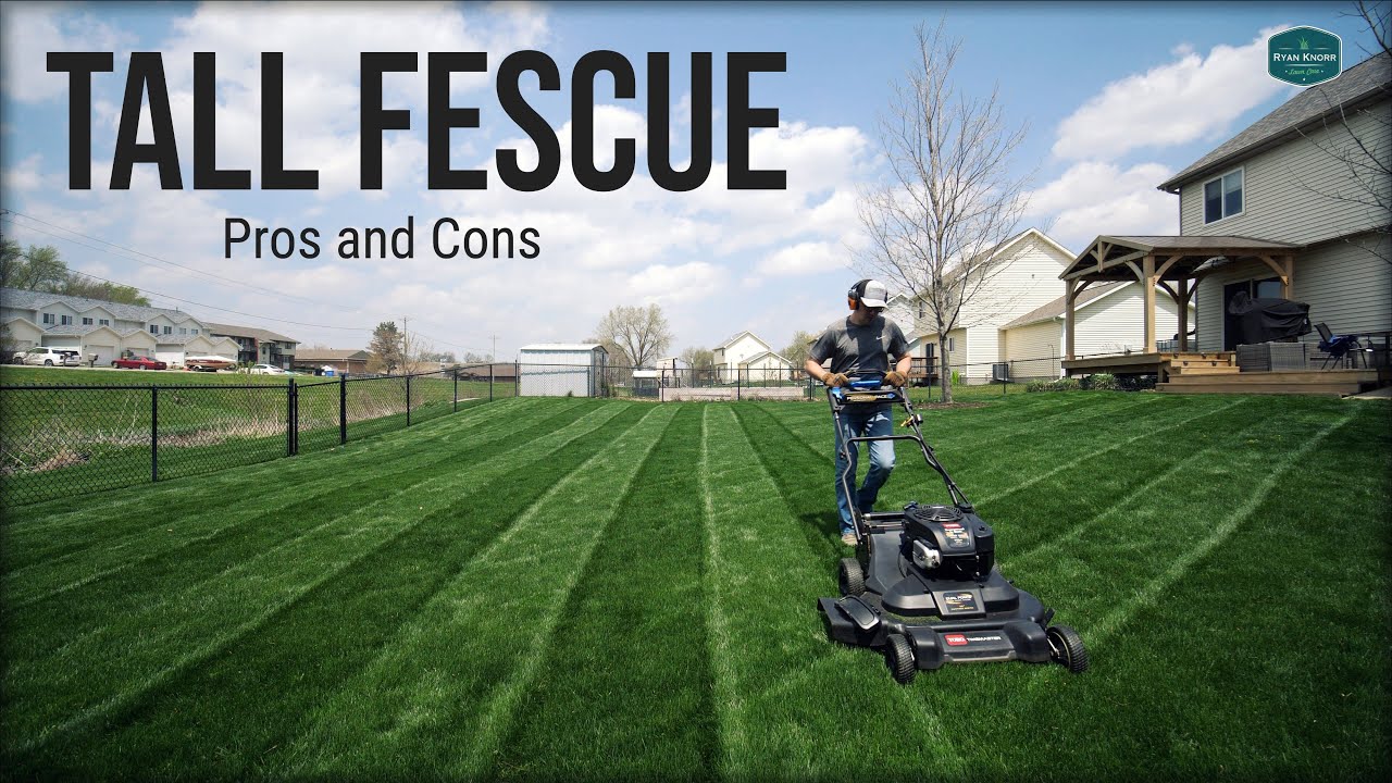 Tall Fescue Pros And Cons