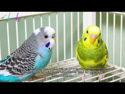 what does it mean when your budgie chirps a lot?