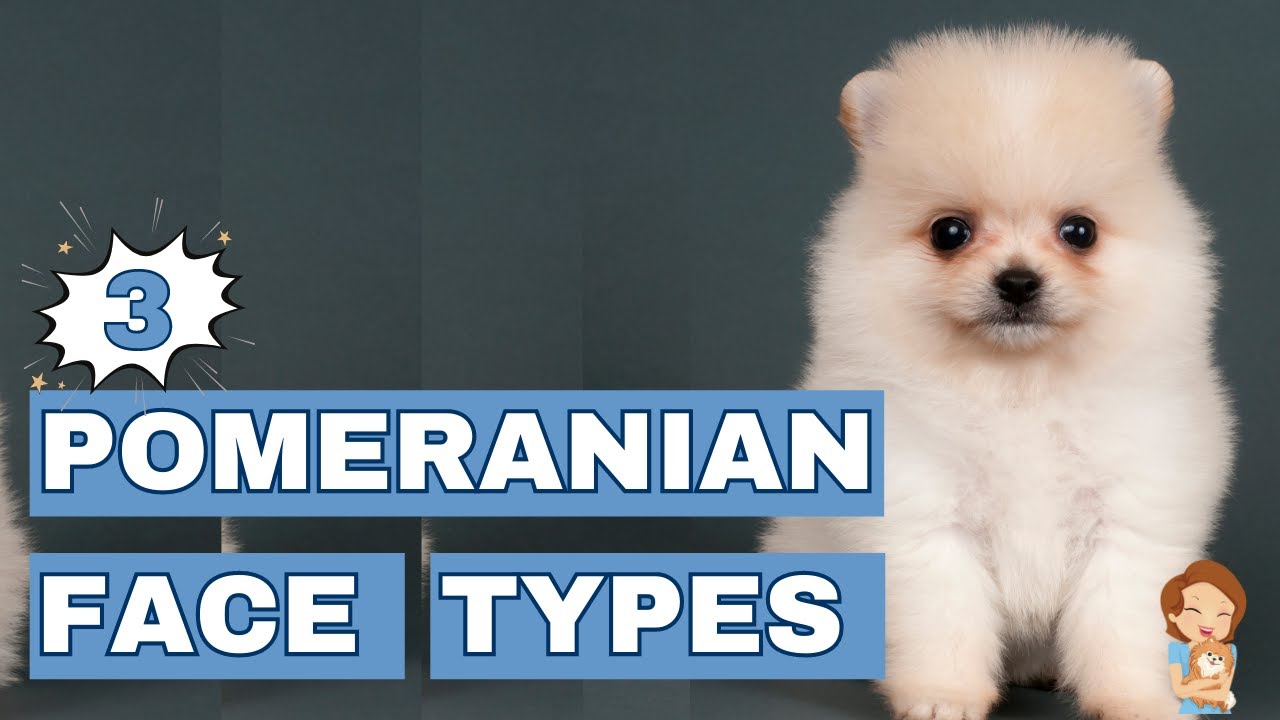 Pomeranian Face Types