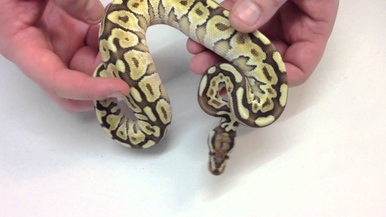 Morphs 101 - Butter Spotnose