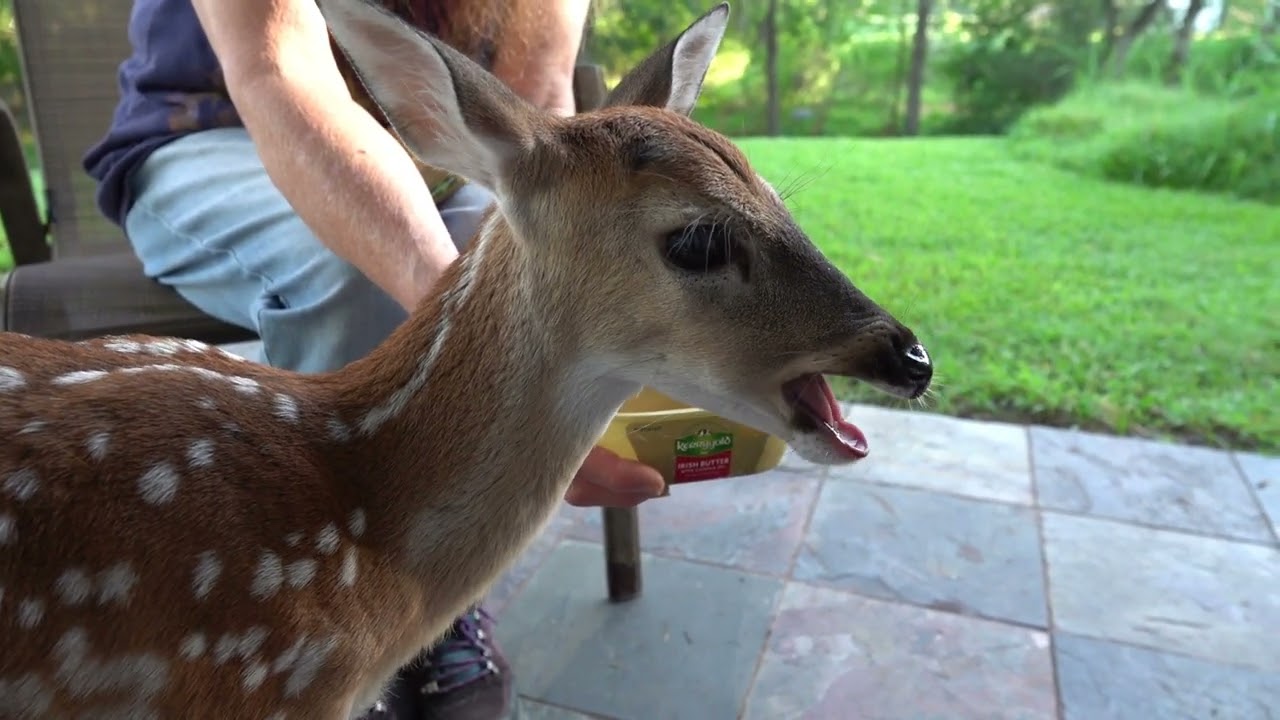 Breakfast with Bambi the Whitetail Deer Fawn (day 27)