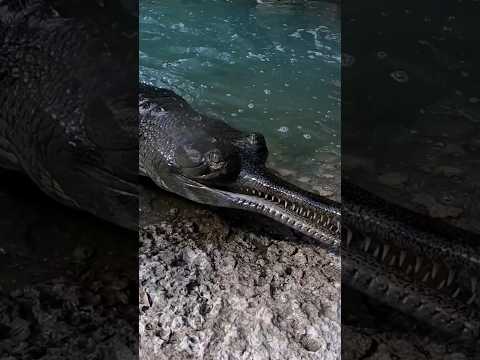 Gharial | Why So Strange?