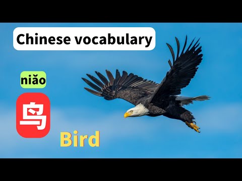 汉语学习 | Learn 30+ birds in Chinese