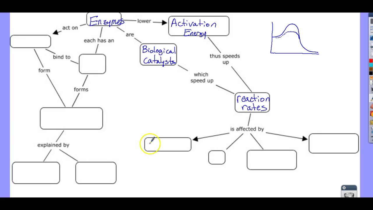 Enzyme Concept Map