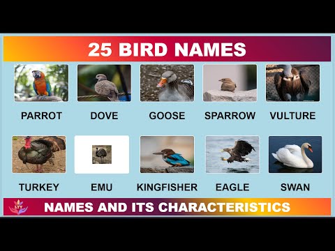 Bird Names | 25 Questions Quiz